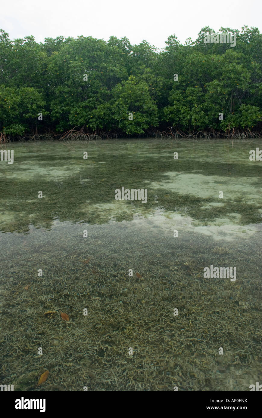 Mangrove roots coral reef hi-res stock photography and images - Alamy