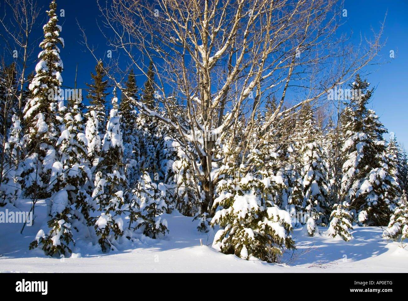 Snow covered boreal forest in Laurentides park Quebec Stock Photo - Alamy
