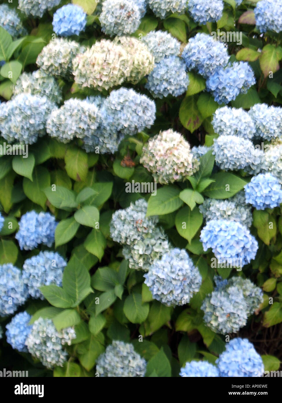 Gardener blue hydrangea flowers gardening hi-res stock photography and ...