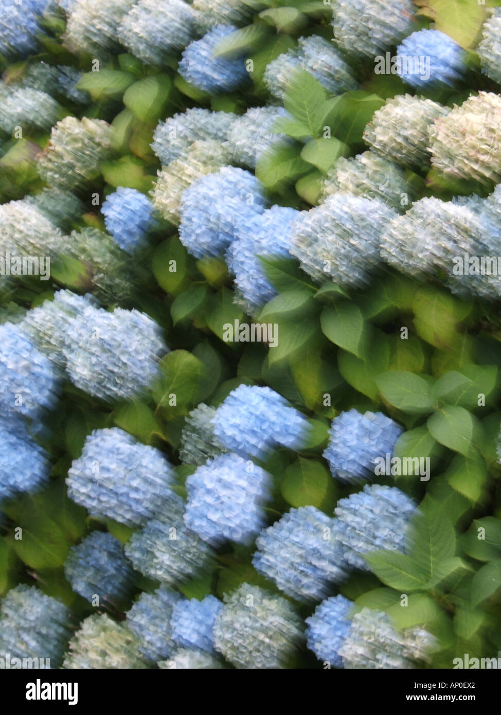 Gardener blue hydrangea flowers gardening hi-res stock photography and ...
