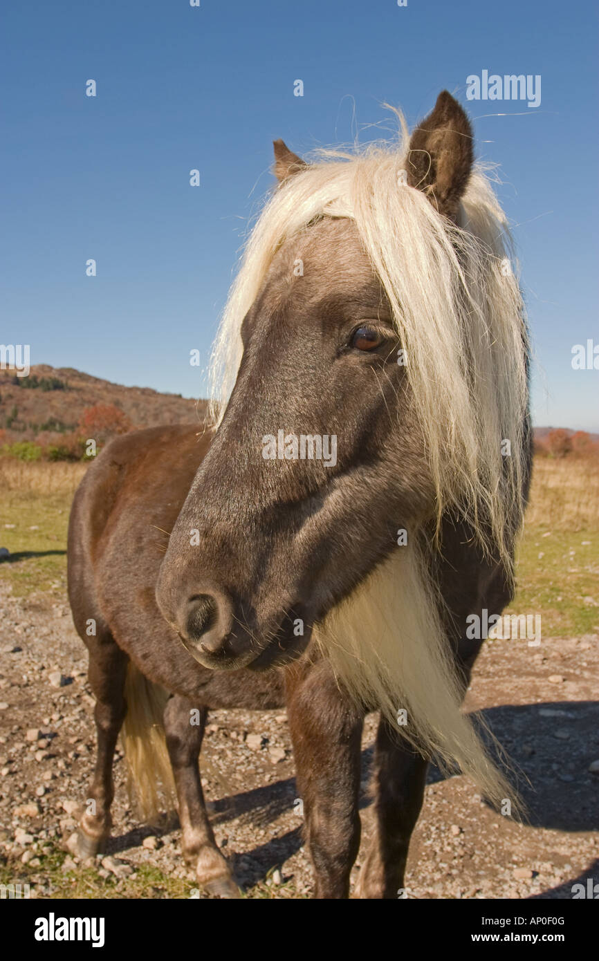 Grayson highlands state park hi-res stock photography and images - Alamy