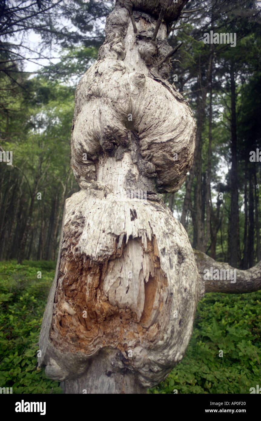 Spruce burl hi-res stock photography and images - Alamy