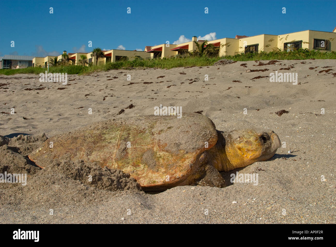 Loggerhead turtle nesting at noon on a florida USA beach Stock Photo ...