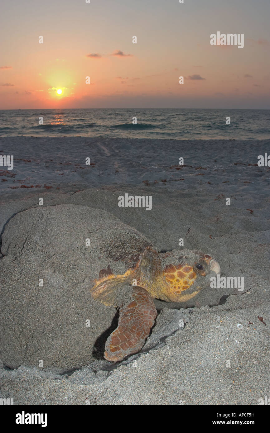 Loggerhead sea turtle at sunrise Stock Photo - Alamy
