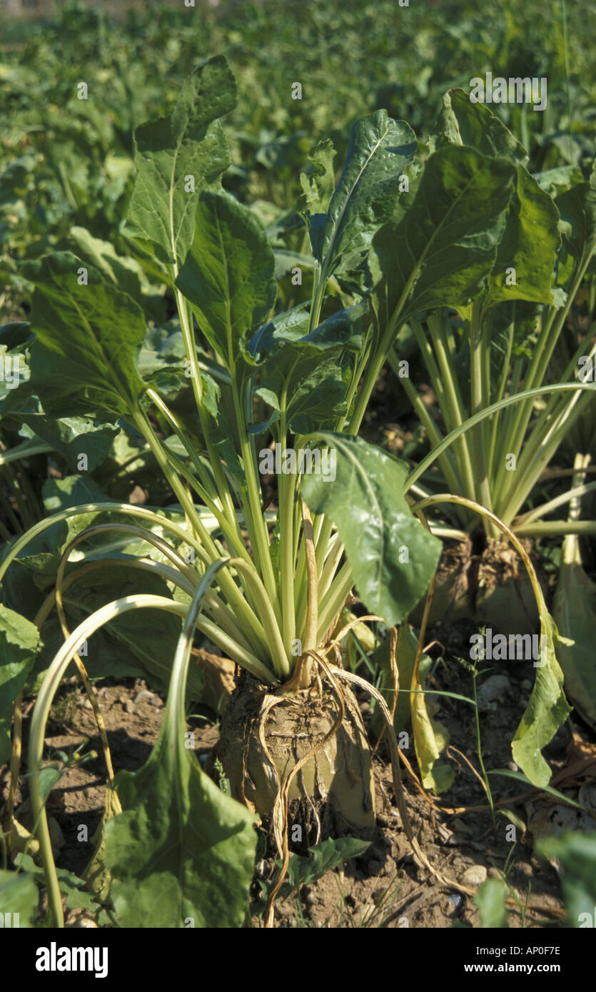 Fodder Beet Stock Photos & Fodder Beet Stock Images - Alamy