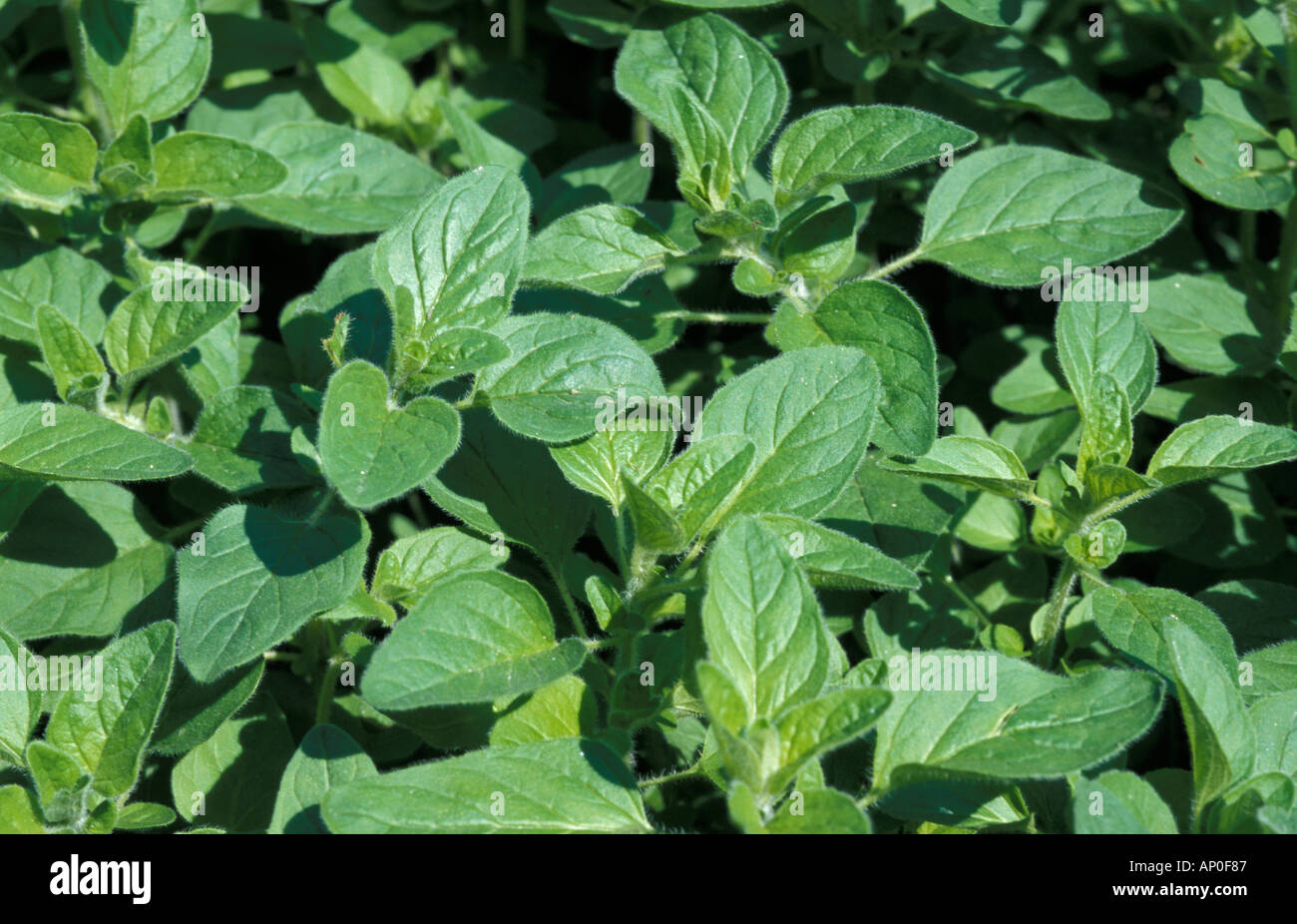 plant oriangum vulgare Stock Photo - Alamy