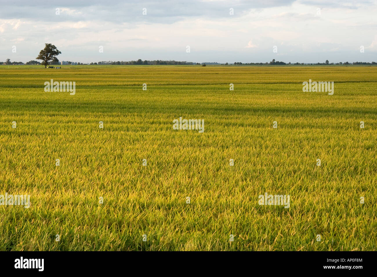 Agricultural rice crop on farmland in Walnut Ridge on the Mississippi ...
