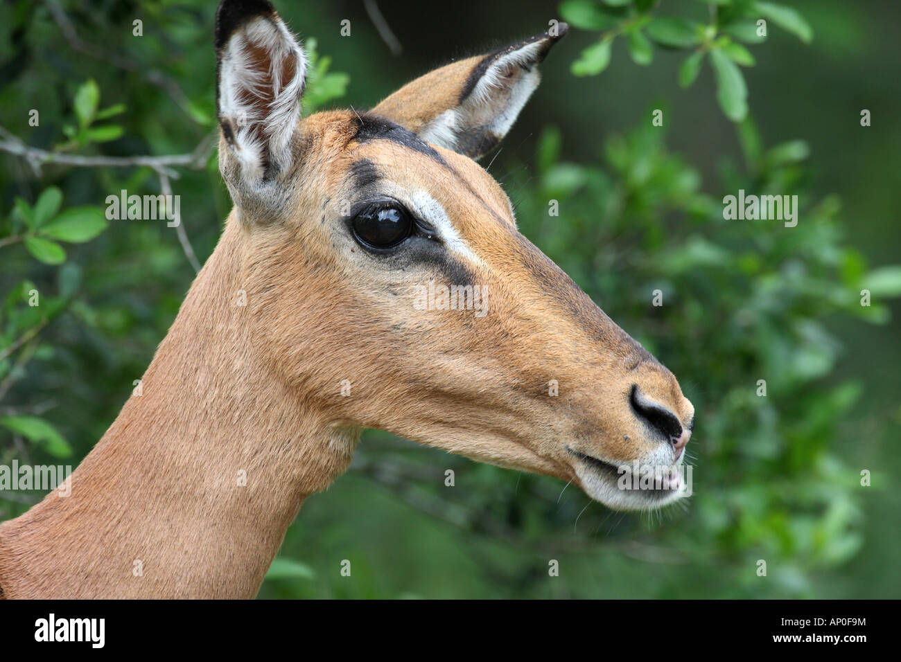 Impala, aepyceros melampus, single adult female, head and shoulders ...