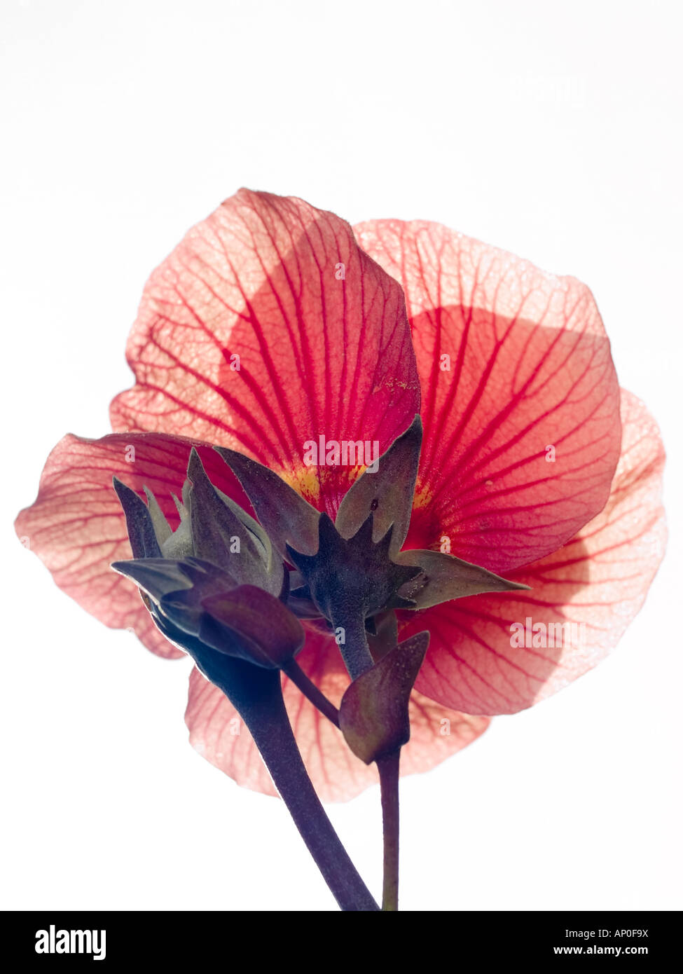 Rear of flower hi-res stock photography and images - Alamy