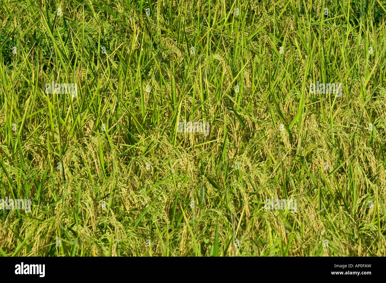 Agricultural rice crop on farmland in Walnut Ridge on the Mississippi ...