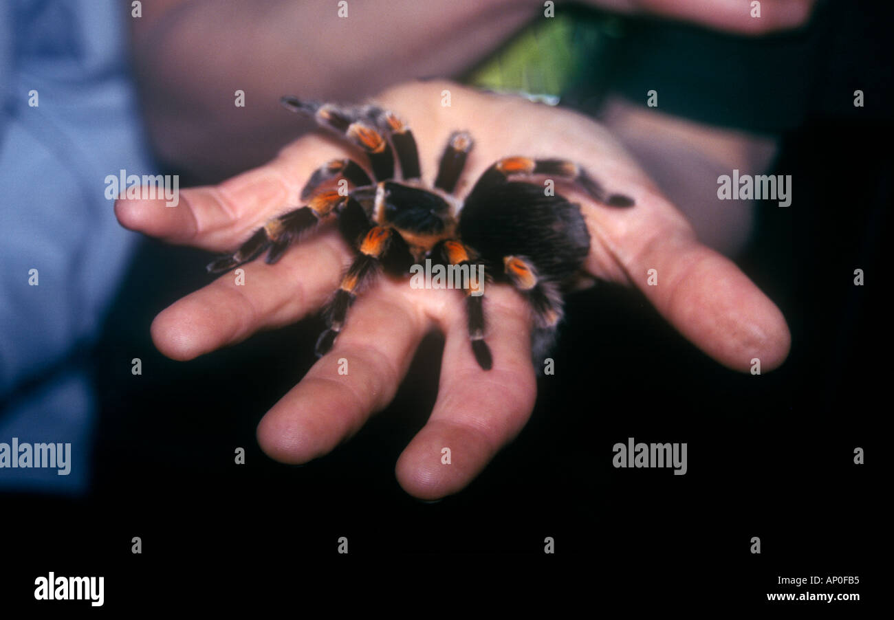 Red kneed tarantula spider in palm of hand Stock Photo - Alamy