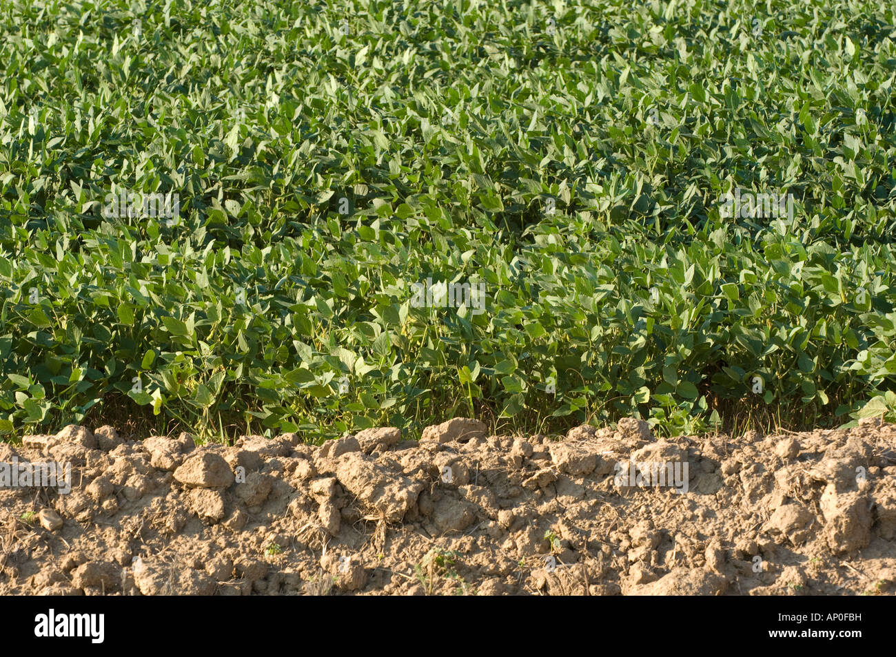 Alluvial Soil Crops