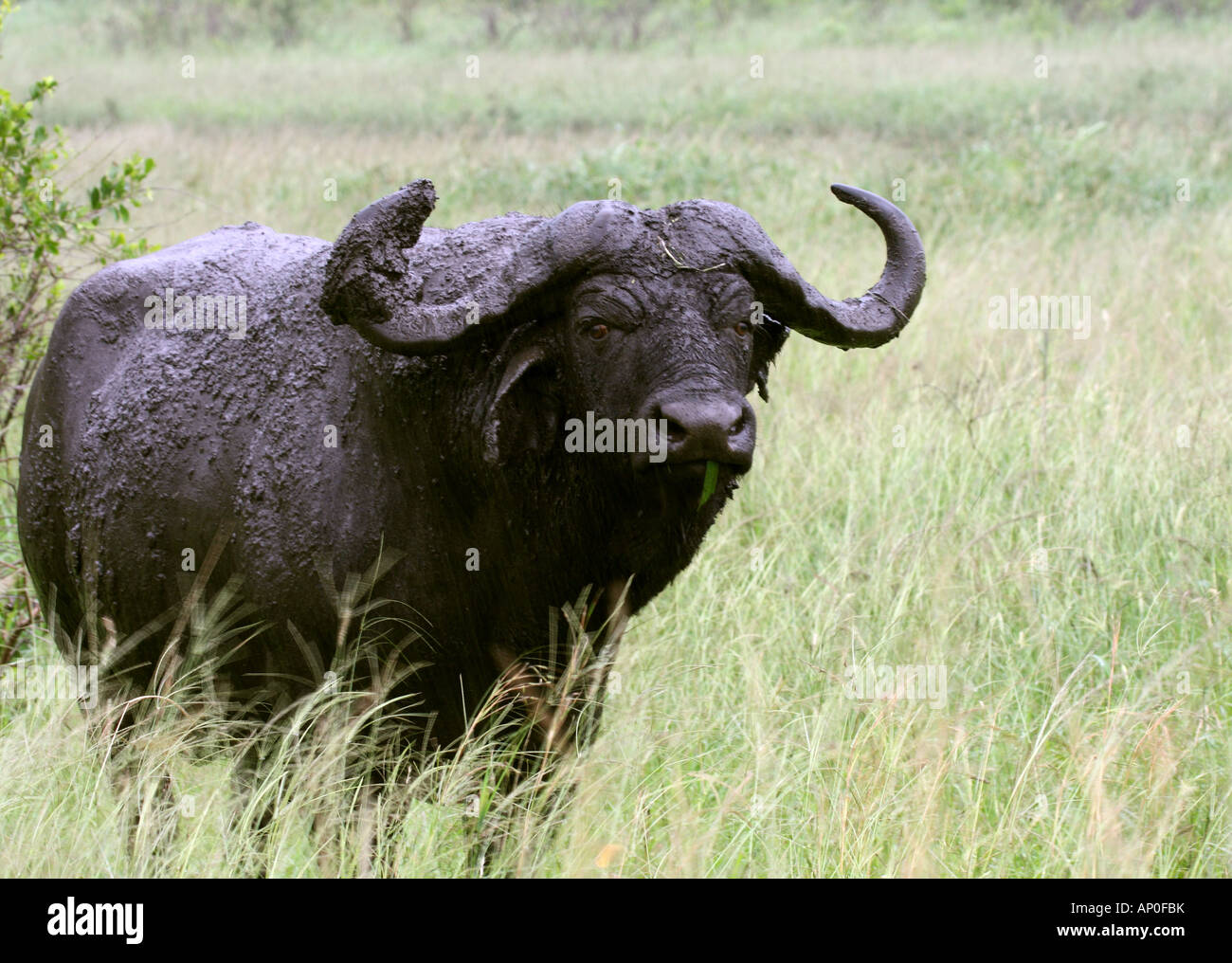 African buffalo, syncerus caffer, single male in the rain Stock Photo ...
