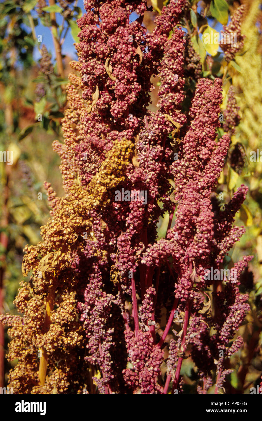 Quinoa Plant Peru High Resolution Stock Photography and Images - Alamy