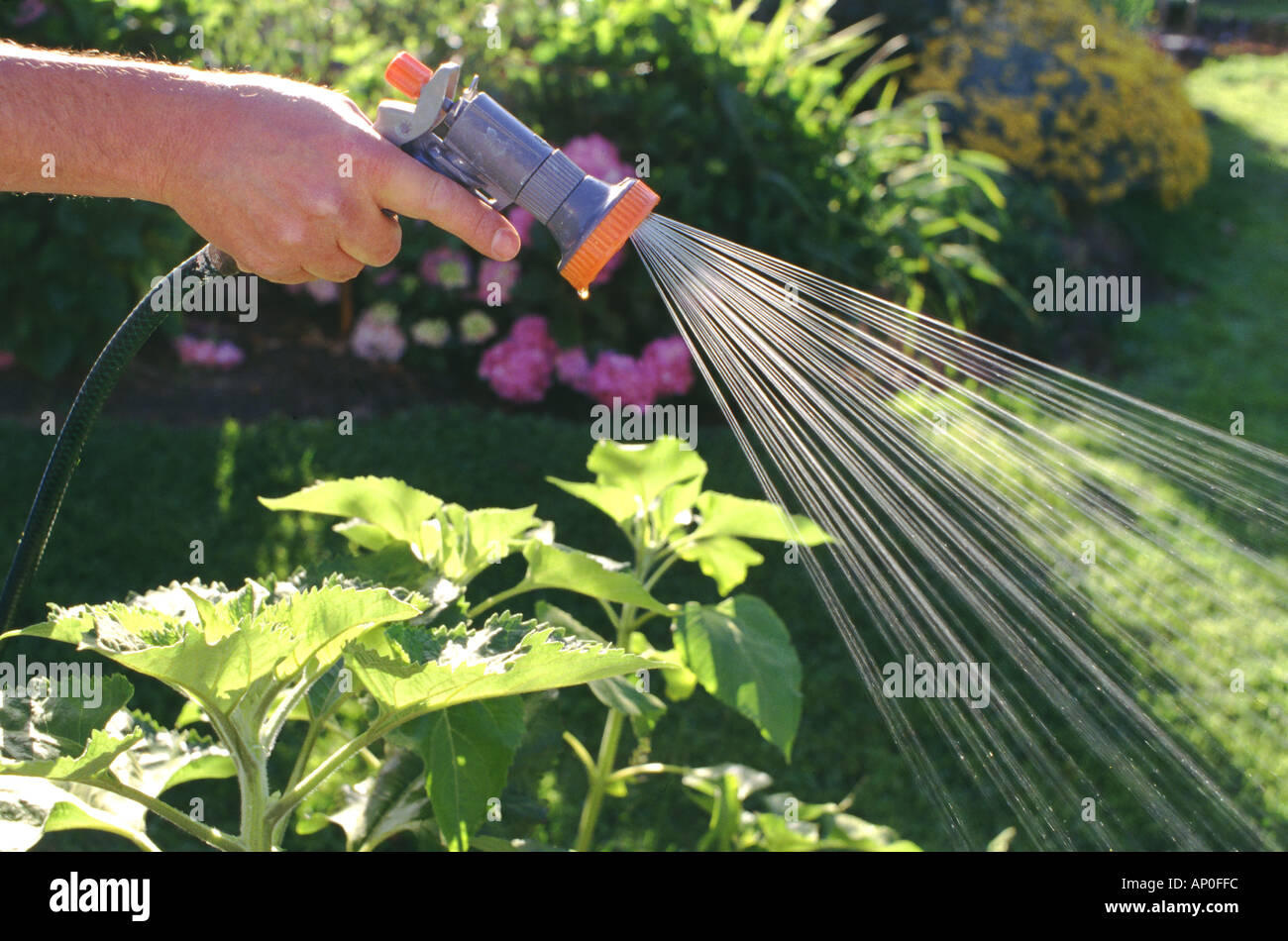 Watering garden with hand held hose and spray nozzle Stock Photo - Alamy