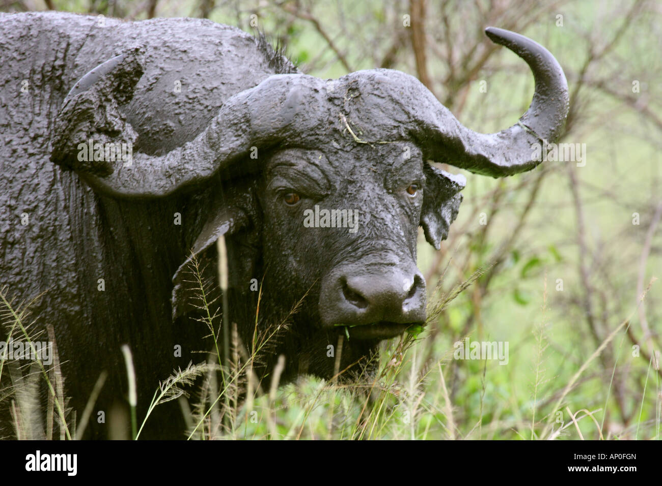 African buffalo, syncerus caffer, head shot of large male in the rain ...