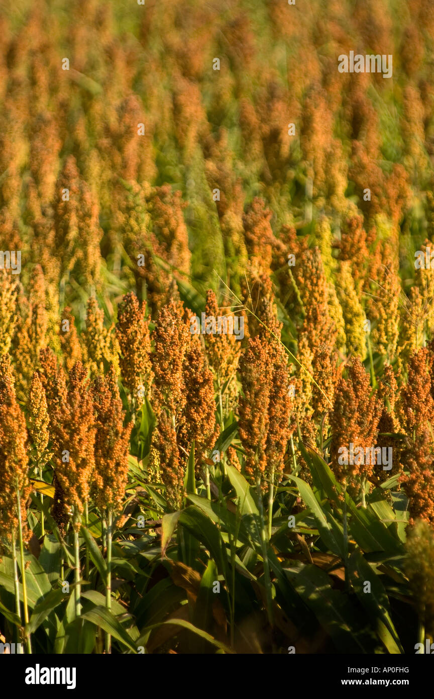 Agricultural milo crop on farmland in Walnut Ridge on the Mississippi ...