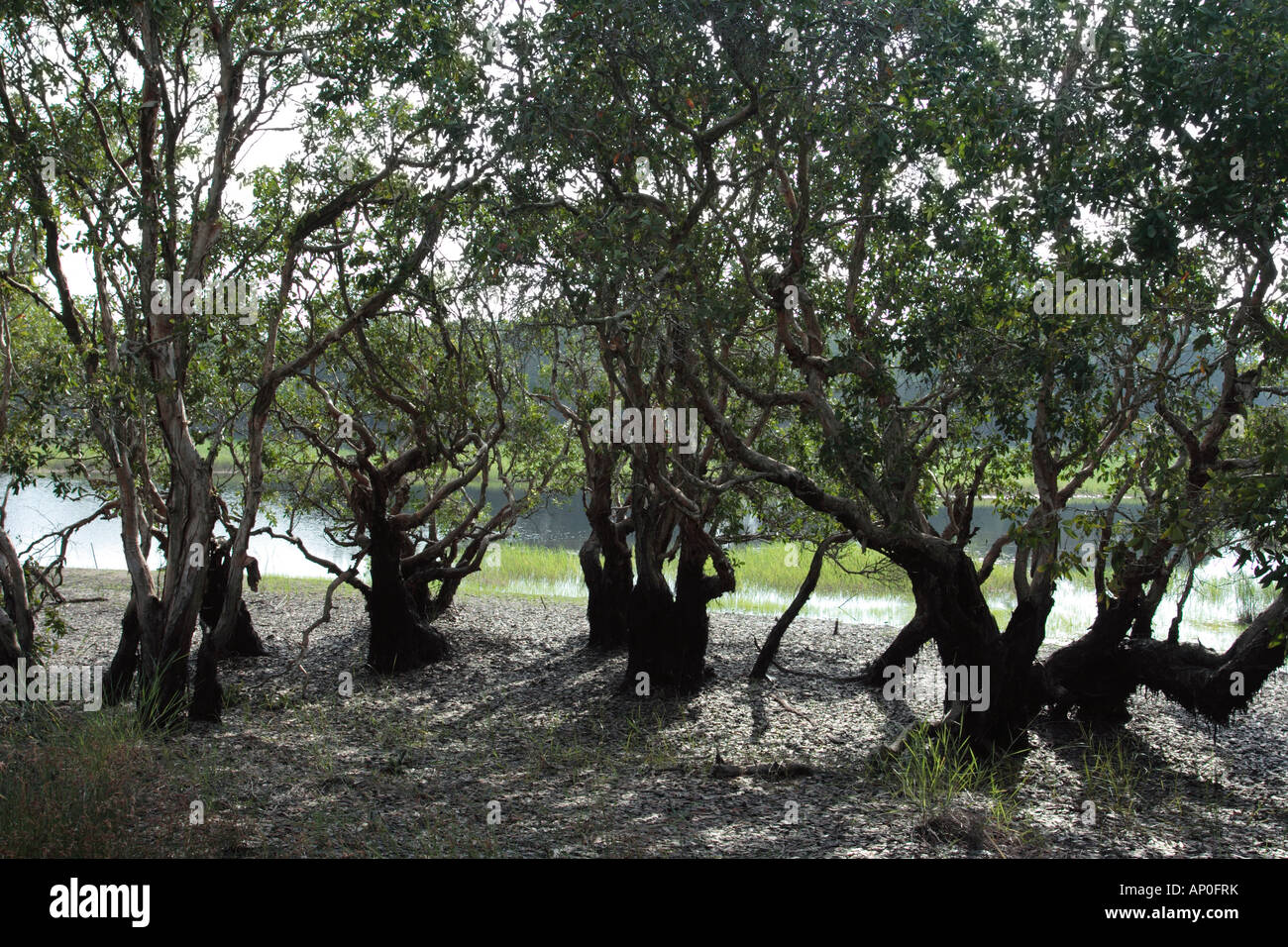 Spooky trees in a tropical swamp in Malaysia Stock Photo - Alamy
