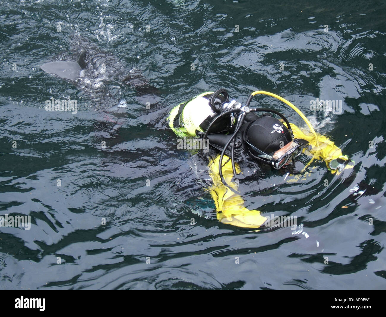 one diver in cold lake Stock Photo - Alamy