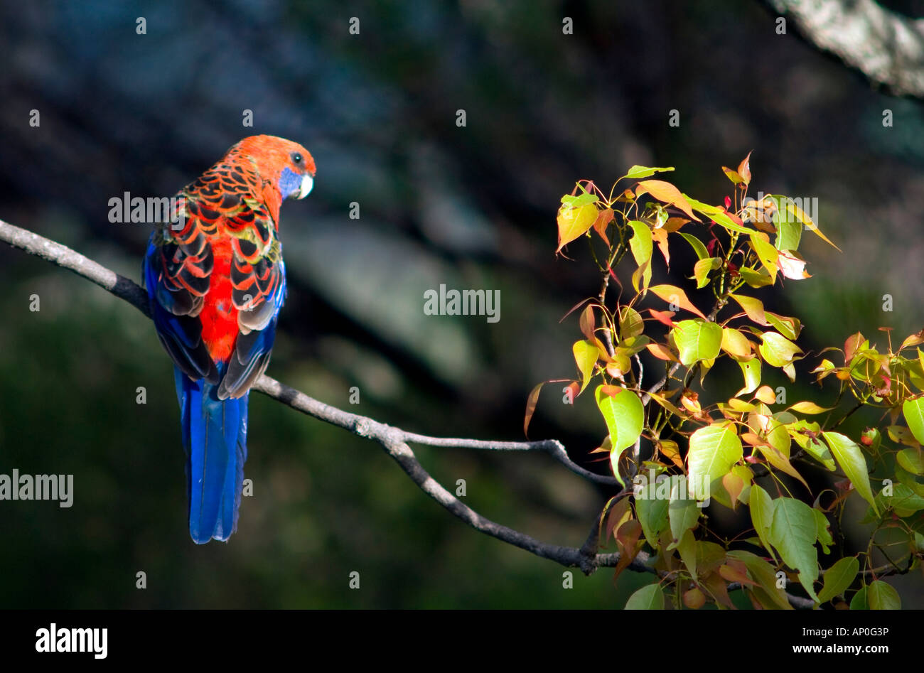 Crimson rosella a native Australian bird Stock Photo - Alamy