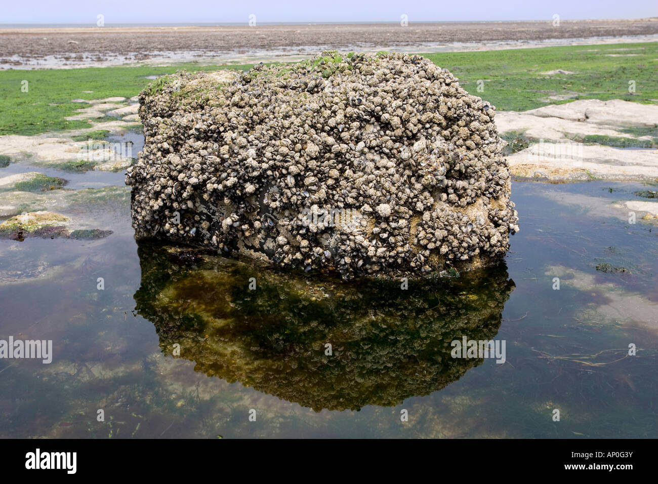 A mussel and barnacle encrusted rock at low tide on Saltburn Beach ...
