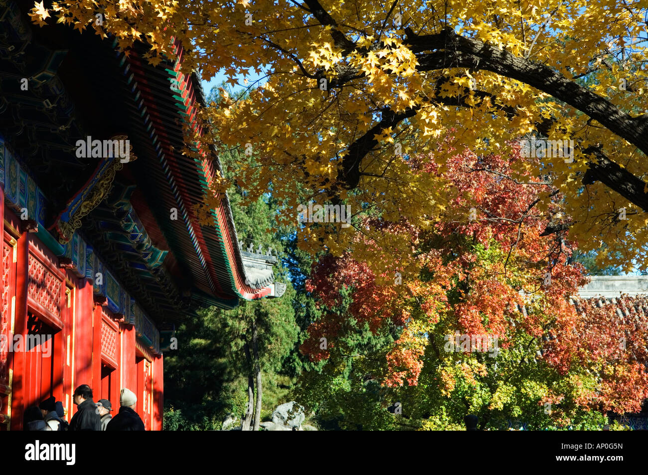 autumn colours at a temple in Fragrant Hills Park in the Western Hills ...