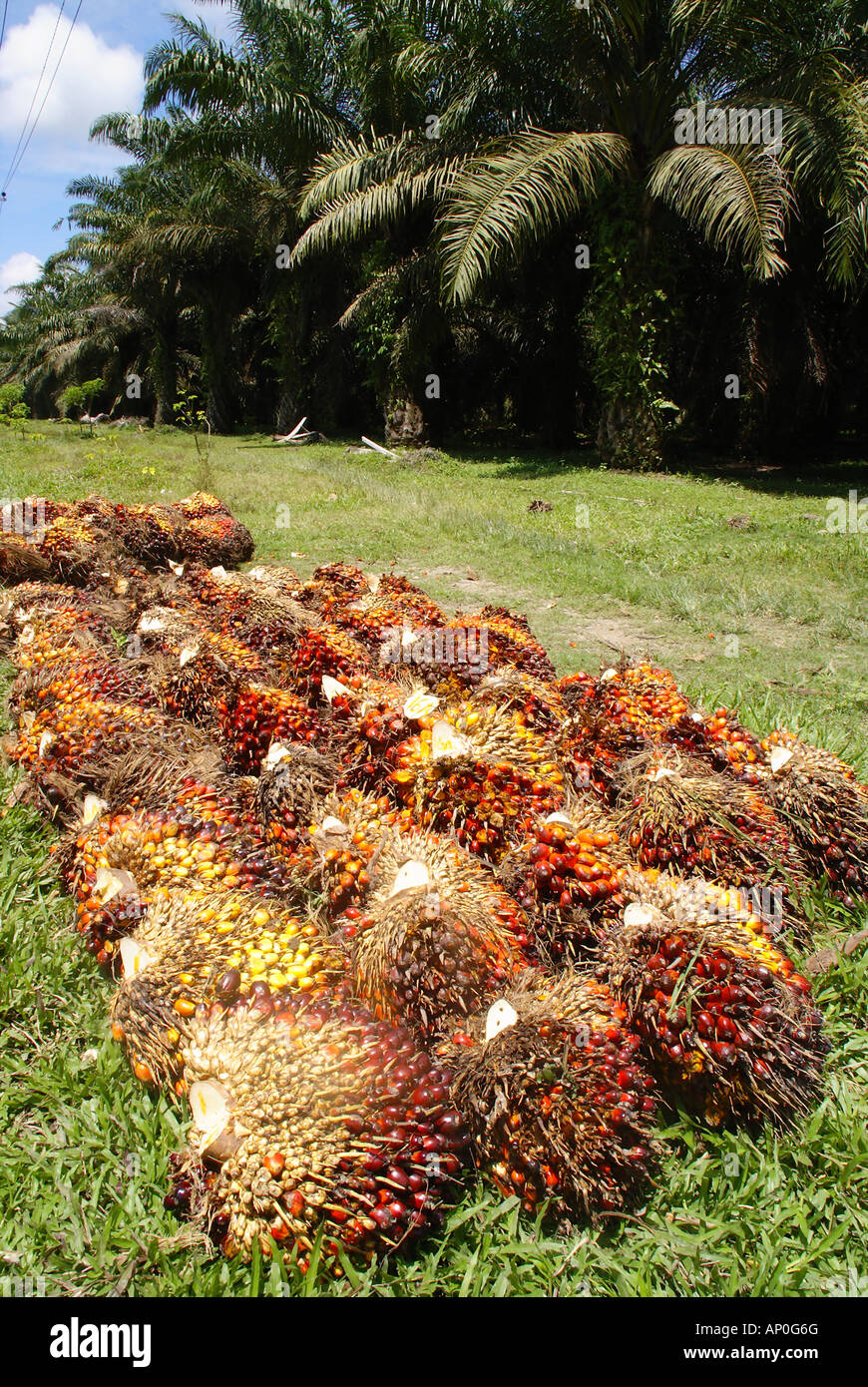 Palm oil fruit awaiting transportation from the plantation with the ...