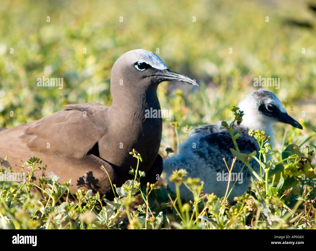 Nesting noddy birds with adult and chick Stock Photo - Alamy
