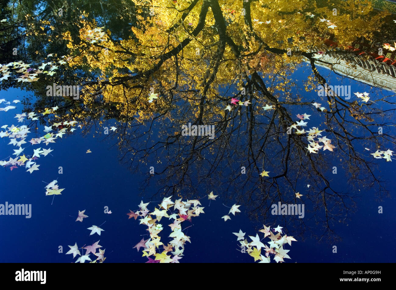 Fragrant hills park beijing autumn hi-res stock photography and images ...