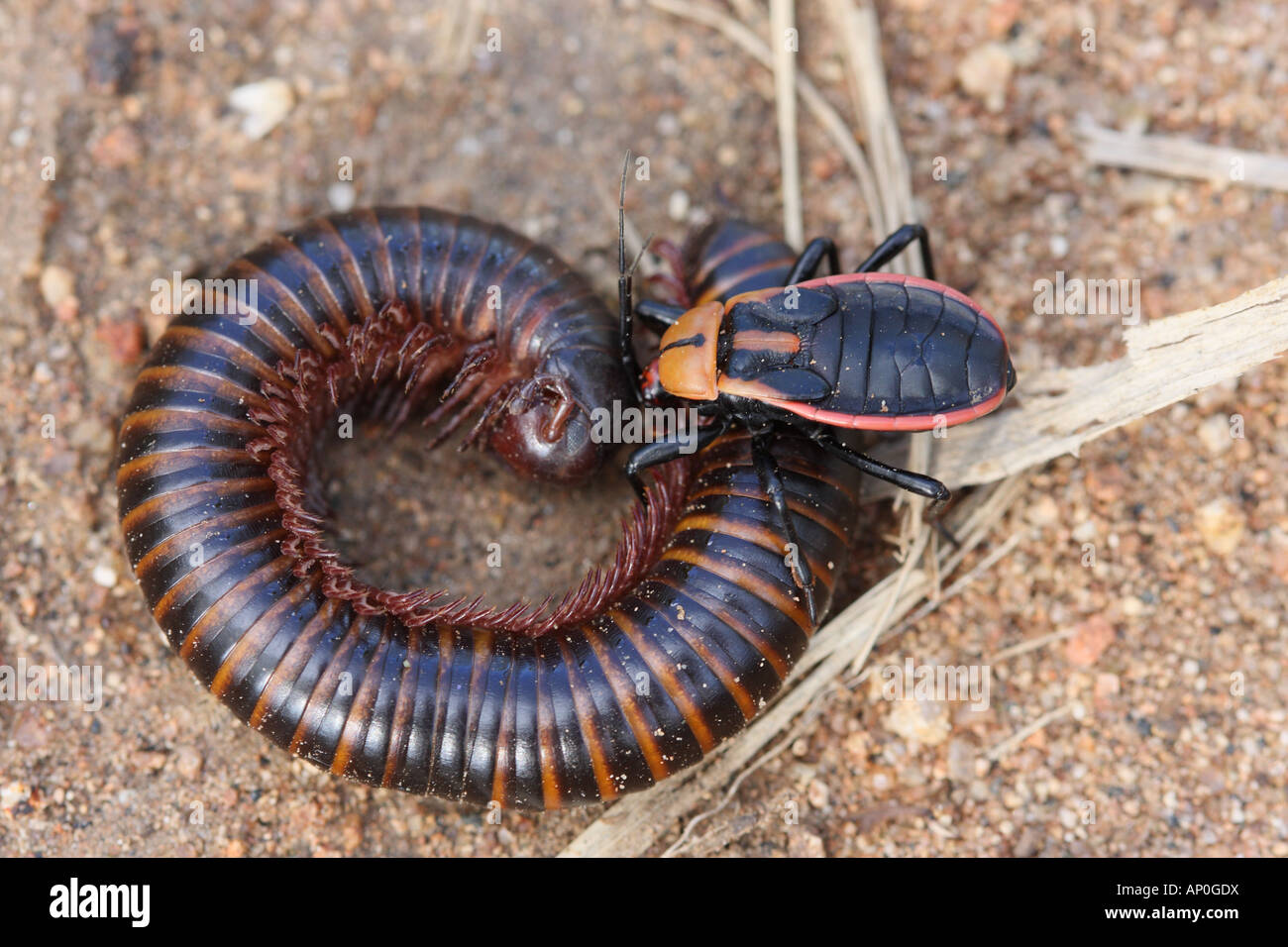 Giant african millipede, archispirostreptus gigas, being killed by a ...