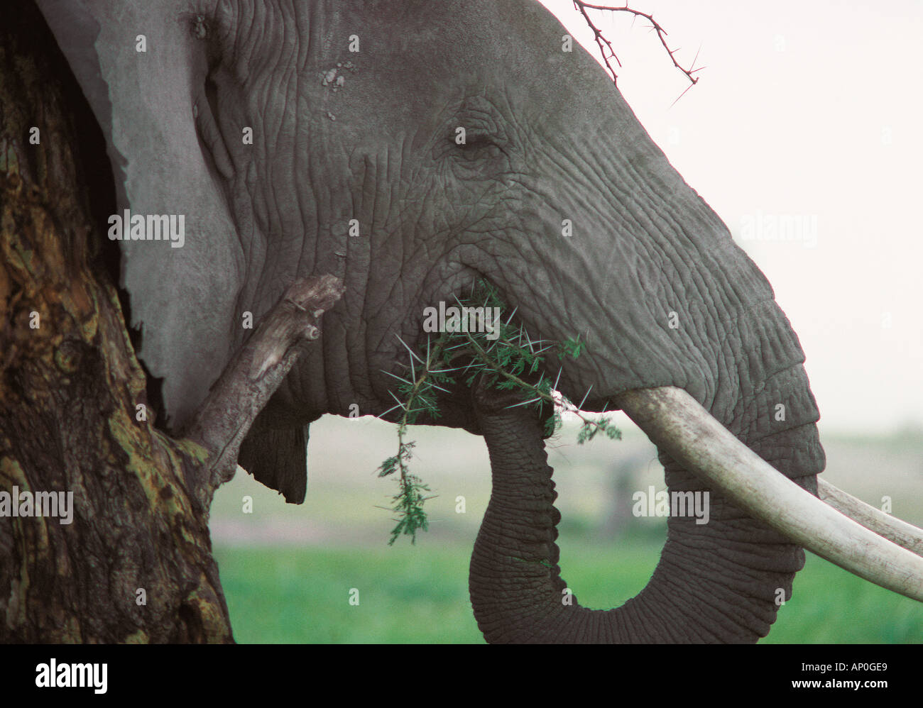 Close up of adult elephant eating the thorns of a Yellow Barked Acacia ...