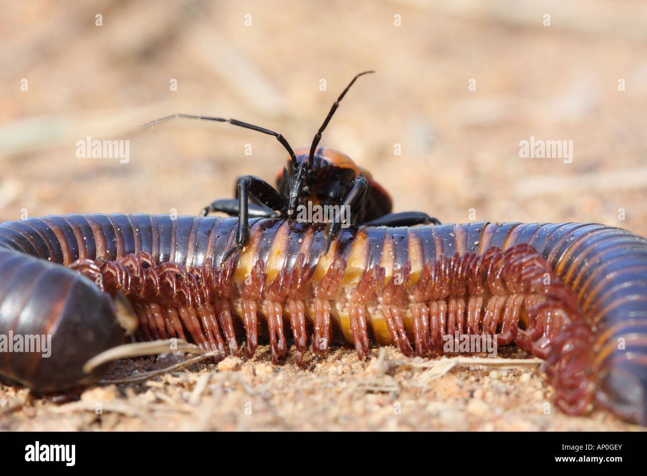 Millipede assassin bug hi-res stock photography and images - Alamy