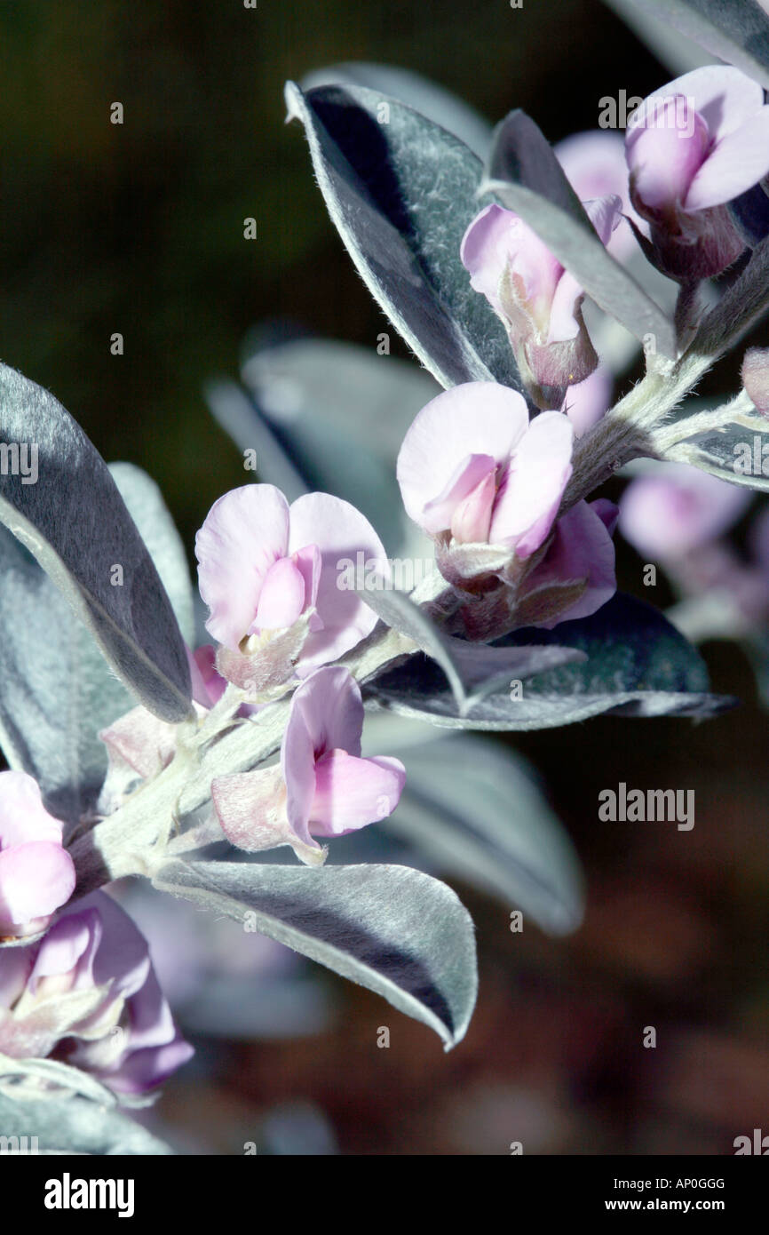 Lesser Bush Sweet Pea-Podalyria sericea-Family Leguminosae Stock Photo ...