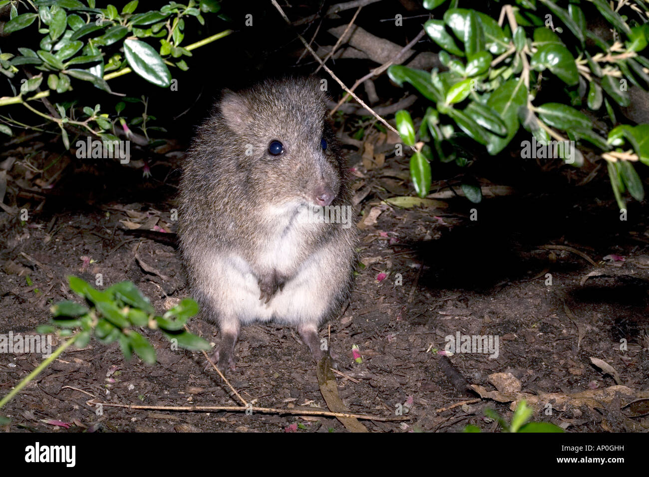 Long nosed potoroo potorous tridactylus hi-res stock photography and ...