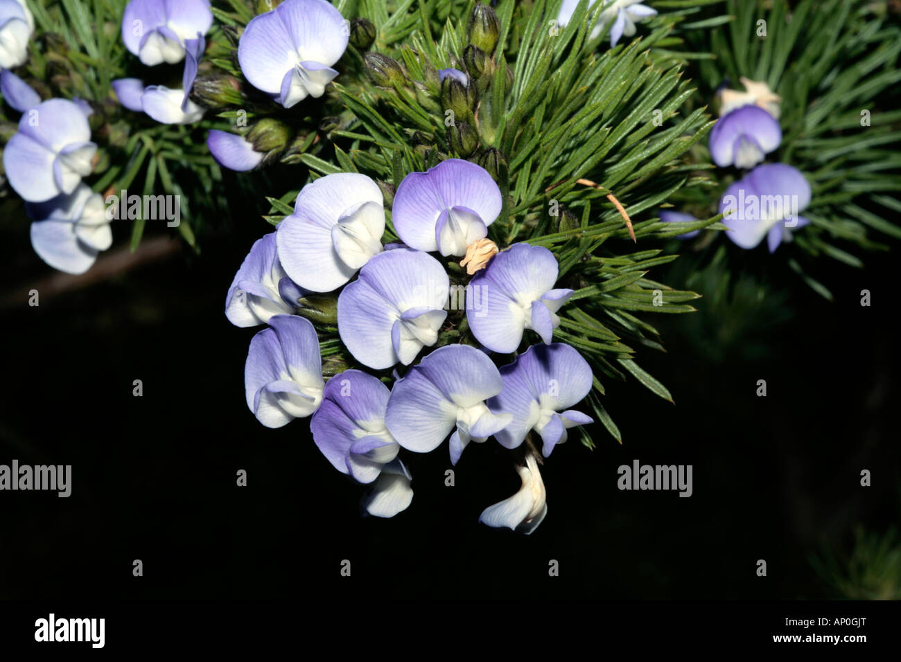 Fountain Bush/Blue Broom/ African scurfpea-Psoralea pinnata-Family ...