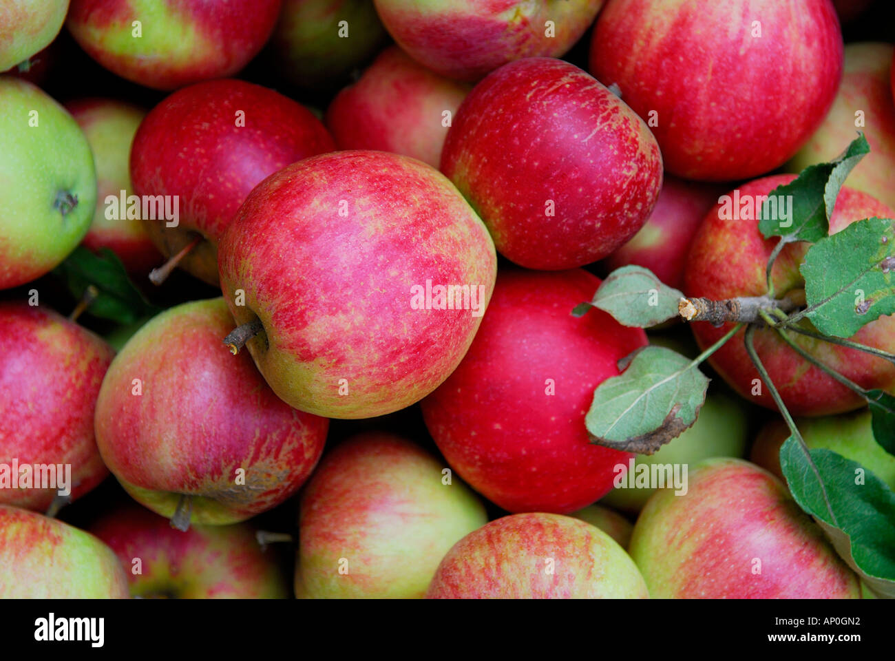english red windsor apples Stock Photo - Alamy