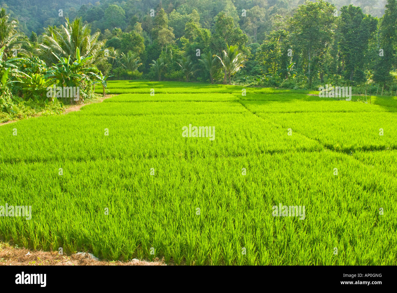 Rice paddies Sumatra Indonesia Stock Photo - Alamy