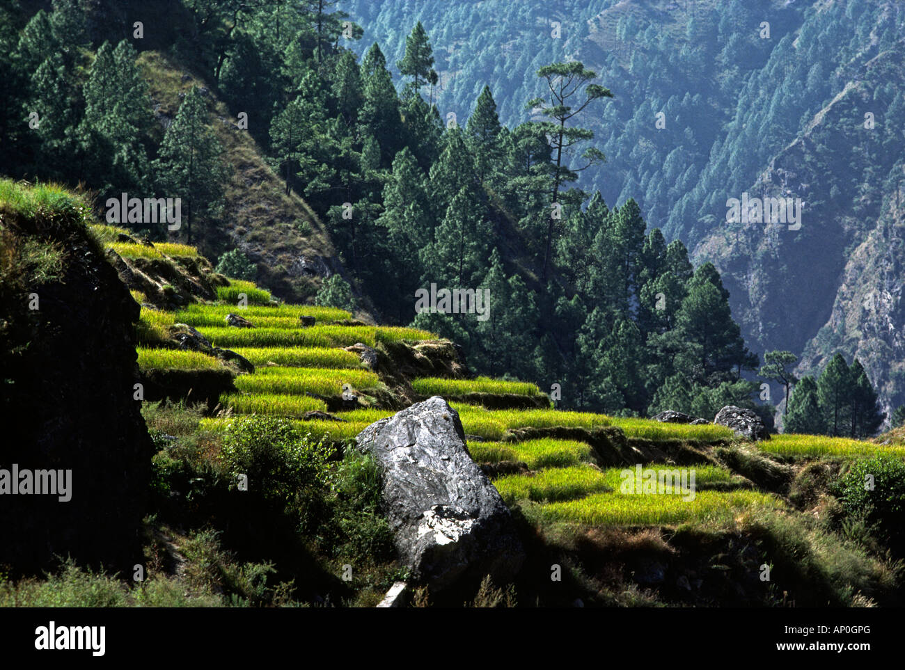 TERRACED RICE FIELDS in the middle hills on route to the GANESH HIMAL ...