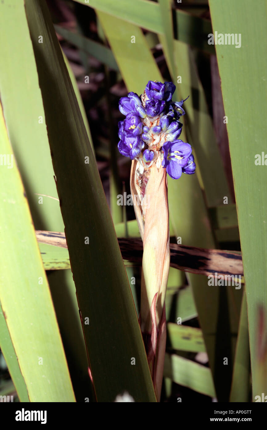 Blue Sceptre/Scepter-Aristea capitata/A.major- Family Iridaceae Stock ...