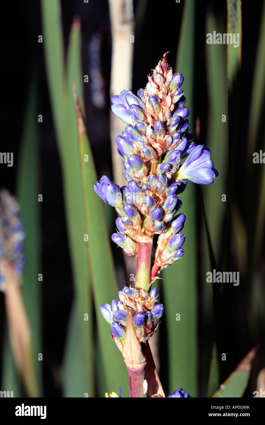 Blue Sceptre/Scepter-Aristea capitata/A.major- Family Iridaceae Stock ...
