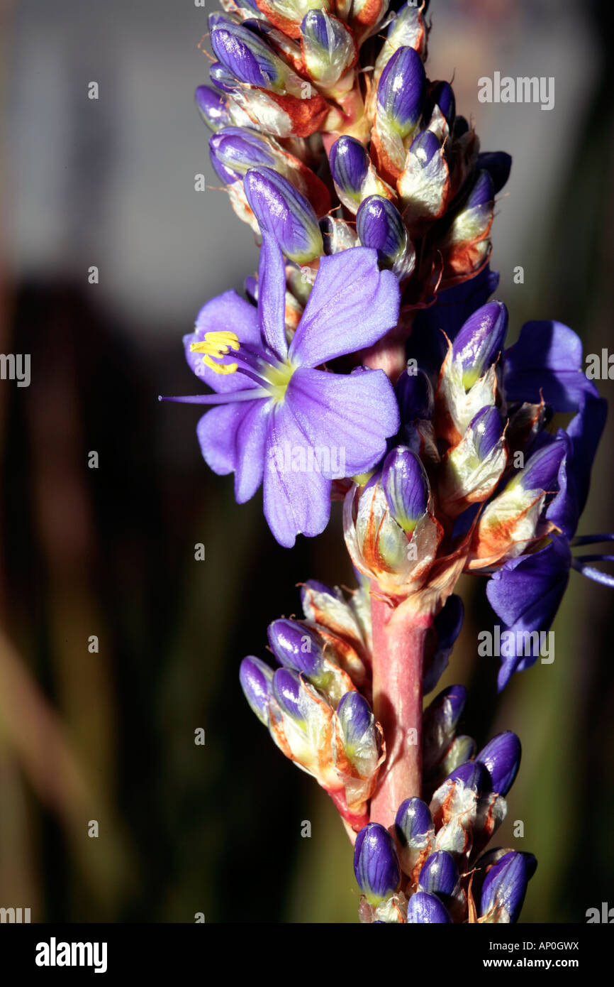 Blue Sceptre/Scepter-Aristea capitata/A.major- Family Iridaceae Stock ...