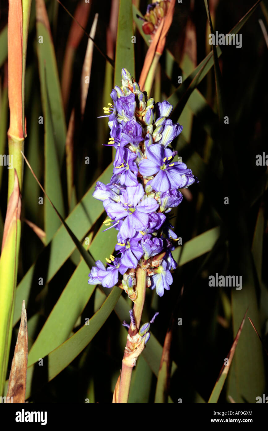 Blue Sceptre/Scepter-Aristea capitata/A.major- Family Iridaceae Stock ...