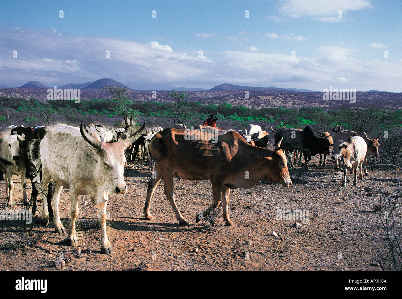 Samburu tribe village hi-res stock photography and images - Alamy