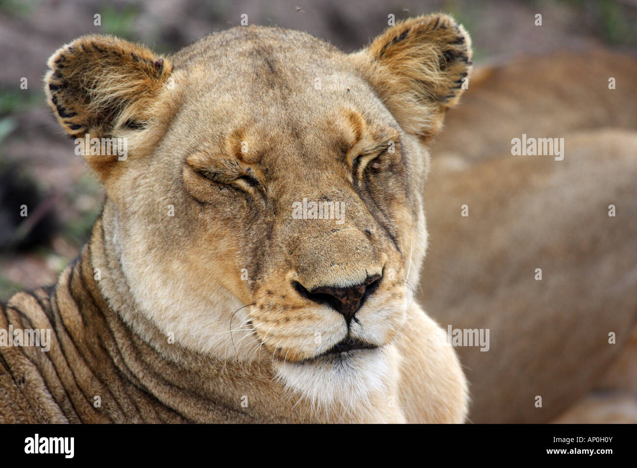African lion, panthera leo, single female with eyes tightly shut Stock ...