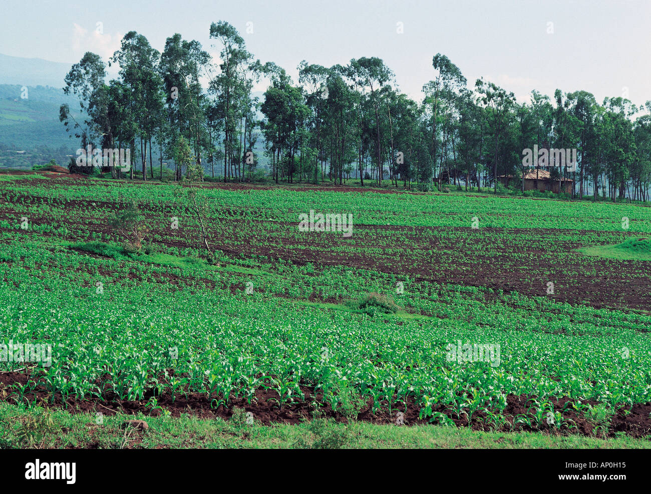 Maize growing on a farm near Karatu Ngorongoro Highlands northern ...