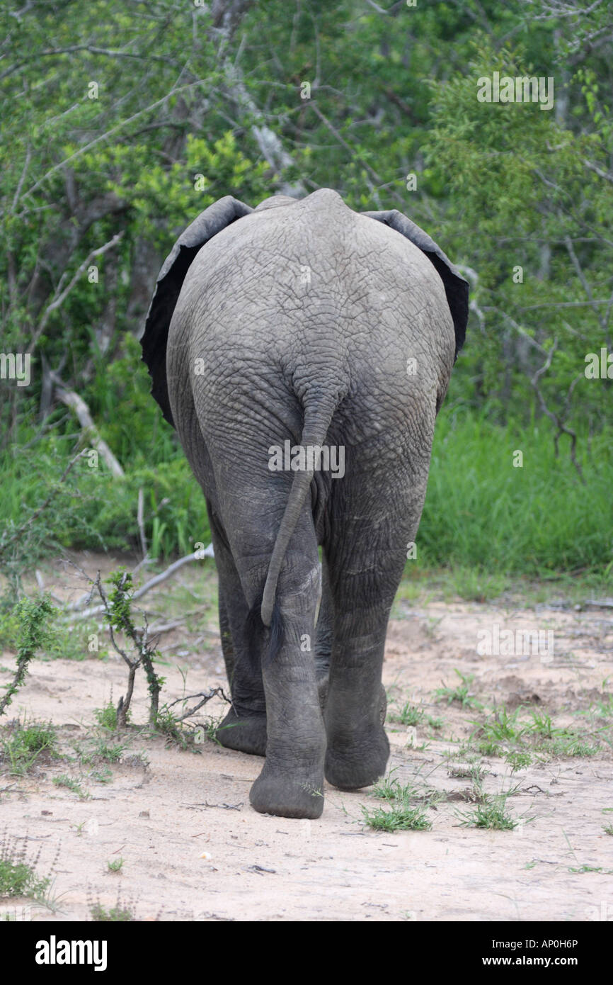 Elephant walking away rear view hi-res stock photography and images - Alamy
