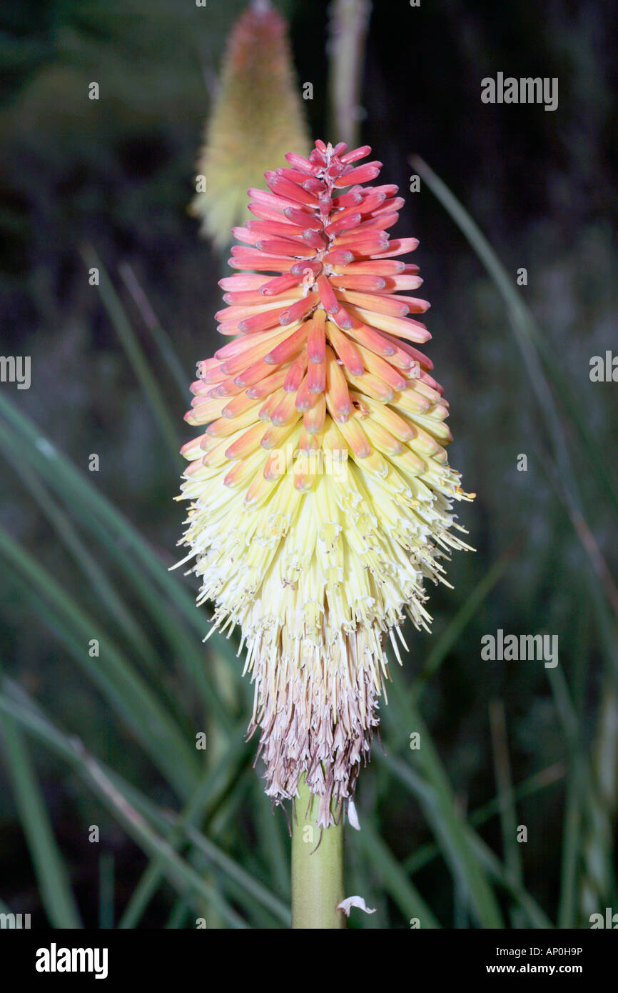 Red Hot Poker/Torch Lily-Kniphofia - Family Asphodelaceae Stock Photo ...