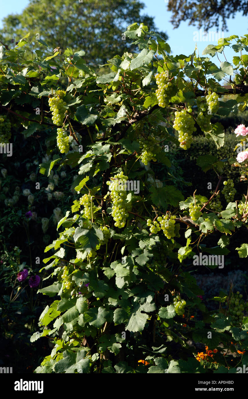 Green Grapes growing on a grapevine in a small allotment garden Stock ...
