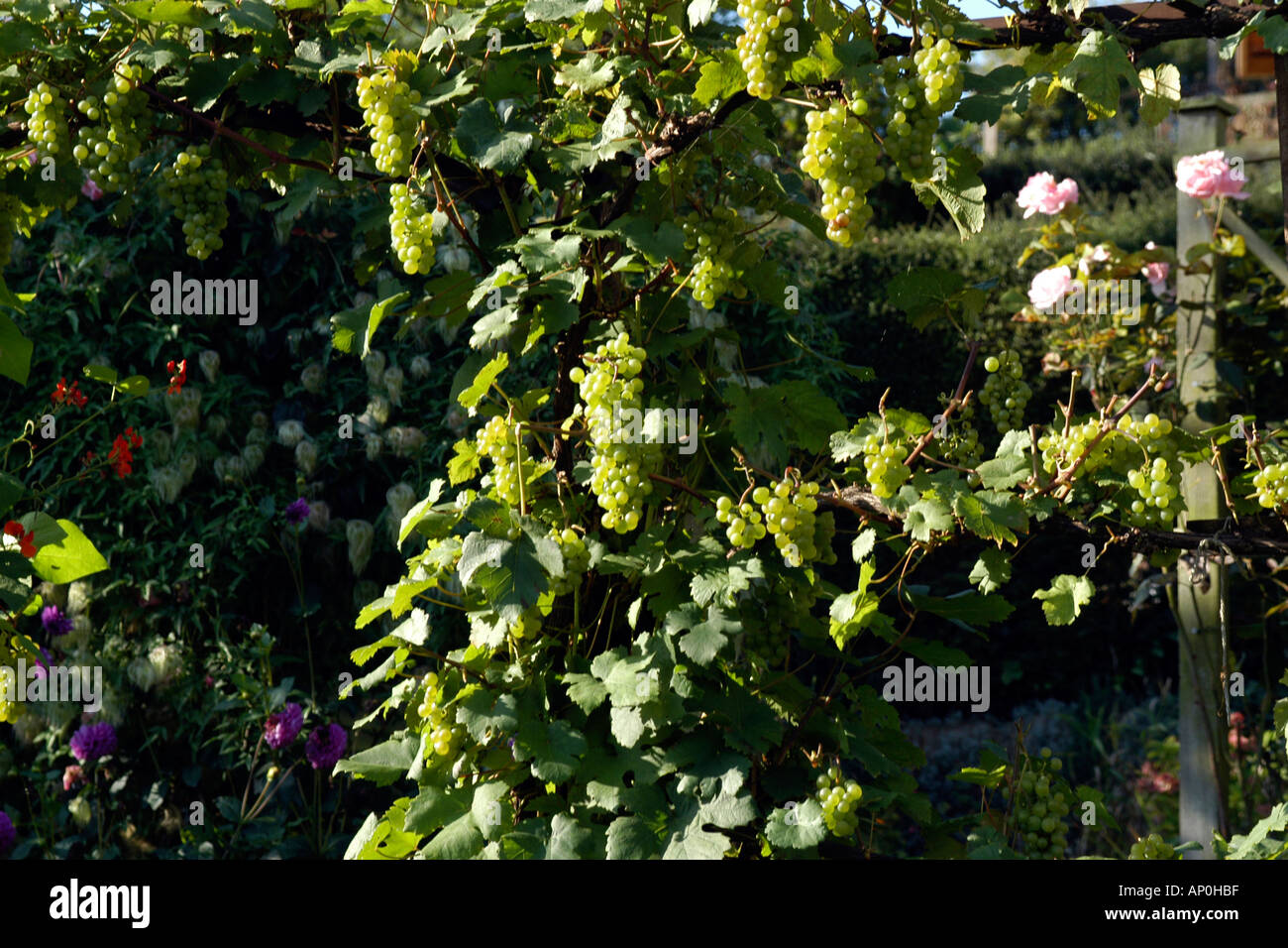 Green Grapes growing on a grapevine in a small allotment garden Stock ...