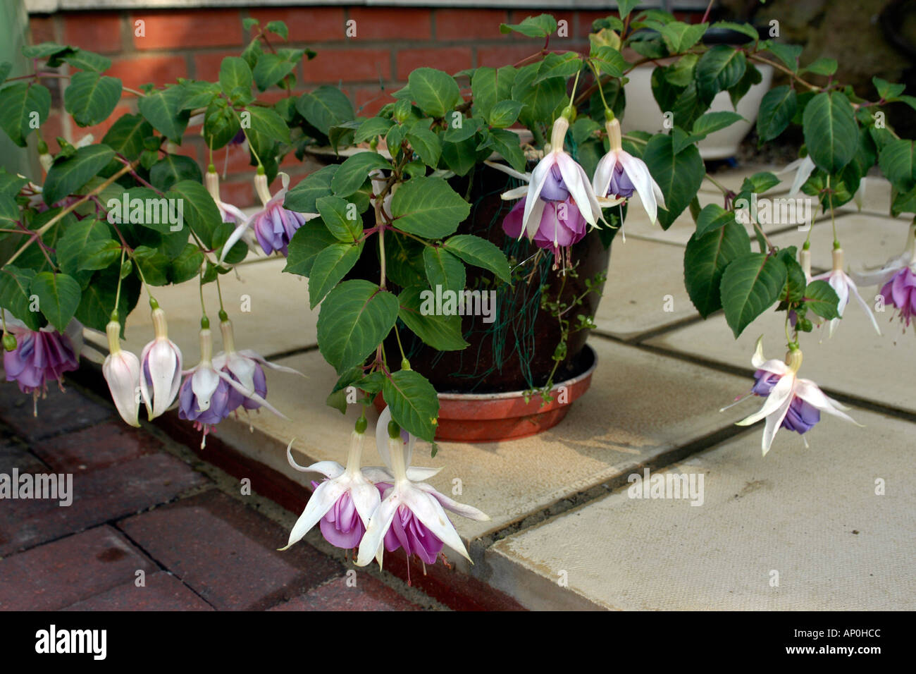 Fuschia plant hi-res stock photography and images - Alamy